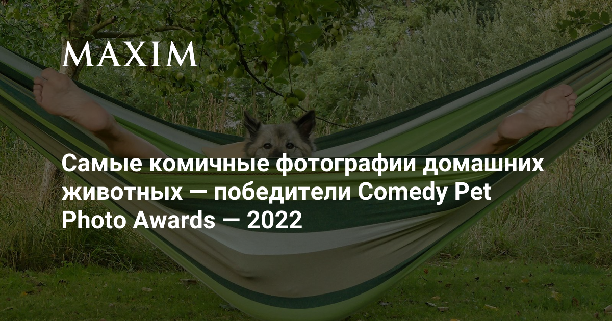 Самые комичные фотографии домашних животных — победители Comedy Pet ...