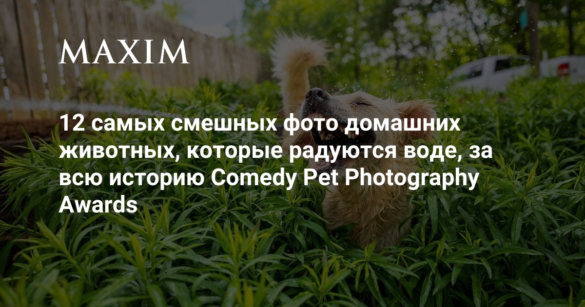 12 самых смешных в мире фото котов и собак, которые радуются воде ...