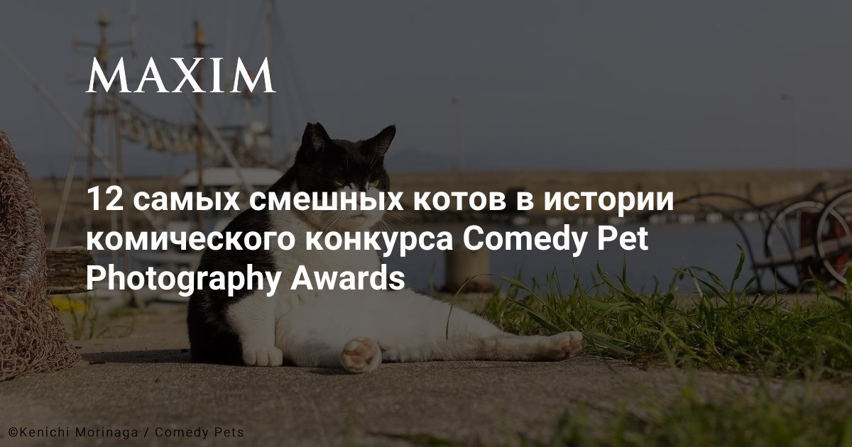 12 самых смешных котов в истории комического конкурса Comedy Pet ...