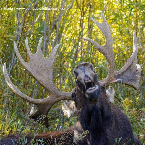 Самые смешные фото лосей за всю историю комического конкурса Nikon ...