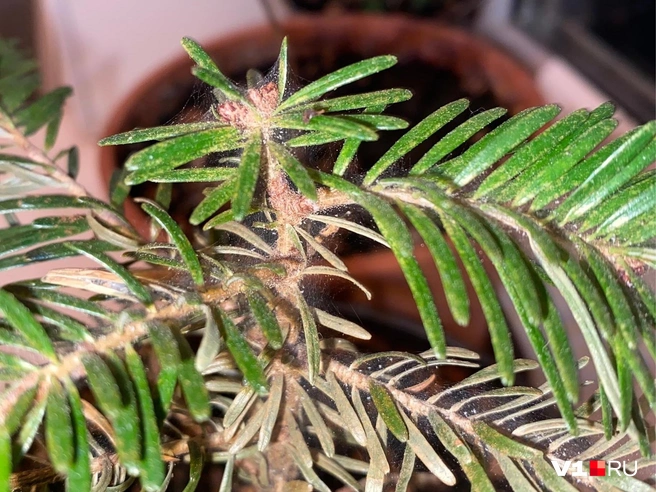 Биолог рассказал, каких клещей приносят с елкой домой и чем они опасны ...