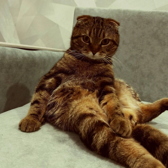 Жители Волгограда во Всемирный день животных показали любимых ...