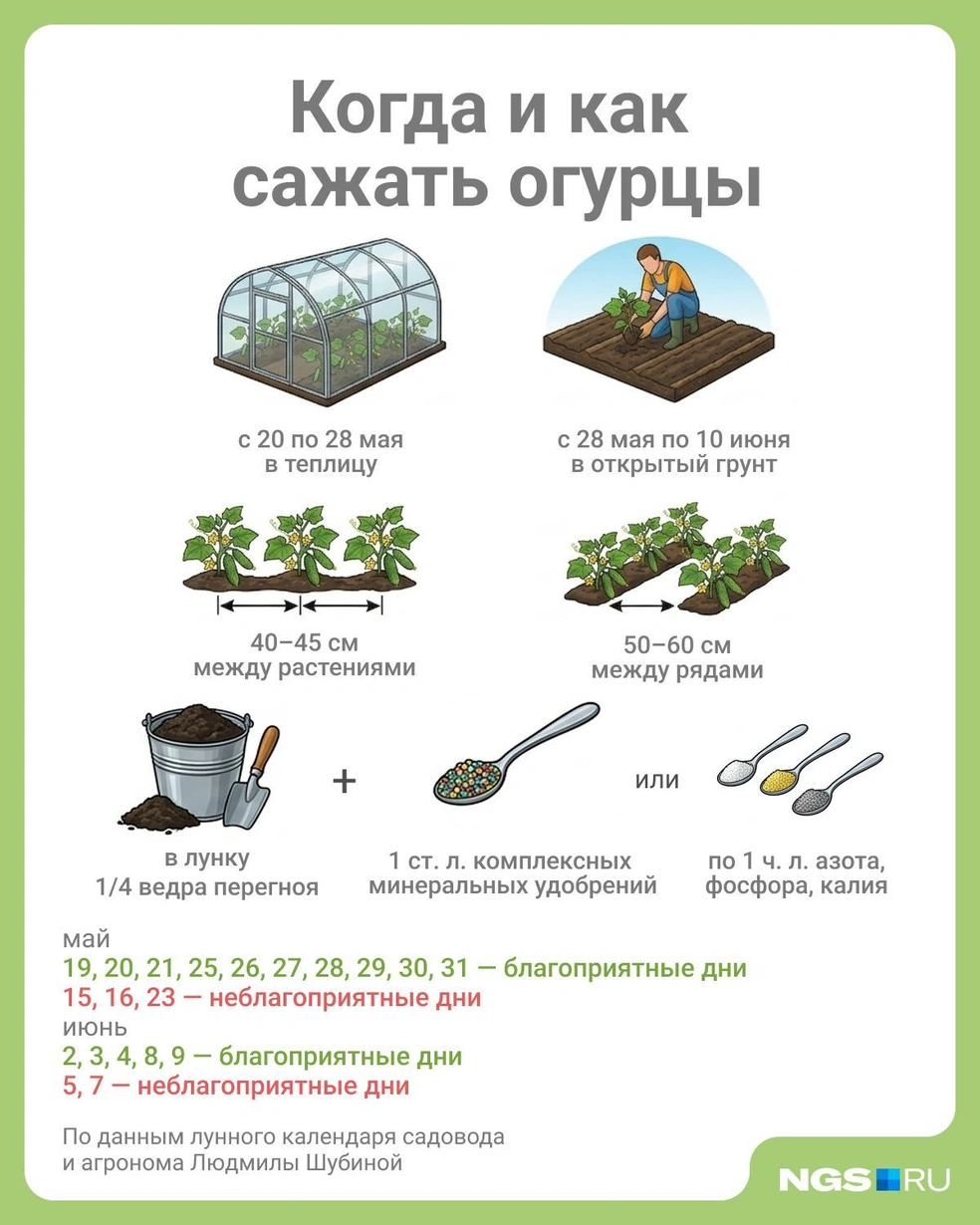 Посадка огурцов: правила, даты - 24 мая 2026 | НГС.ру