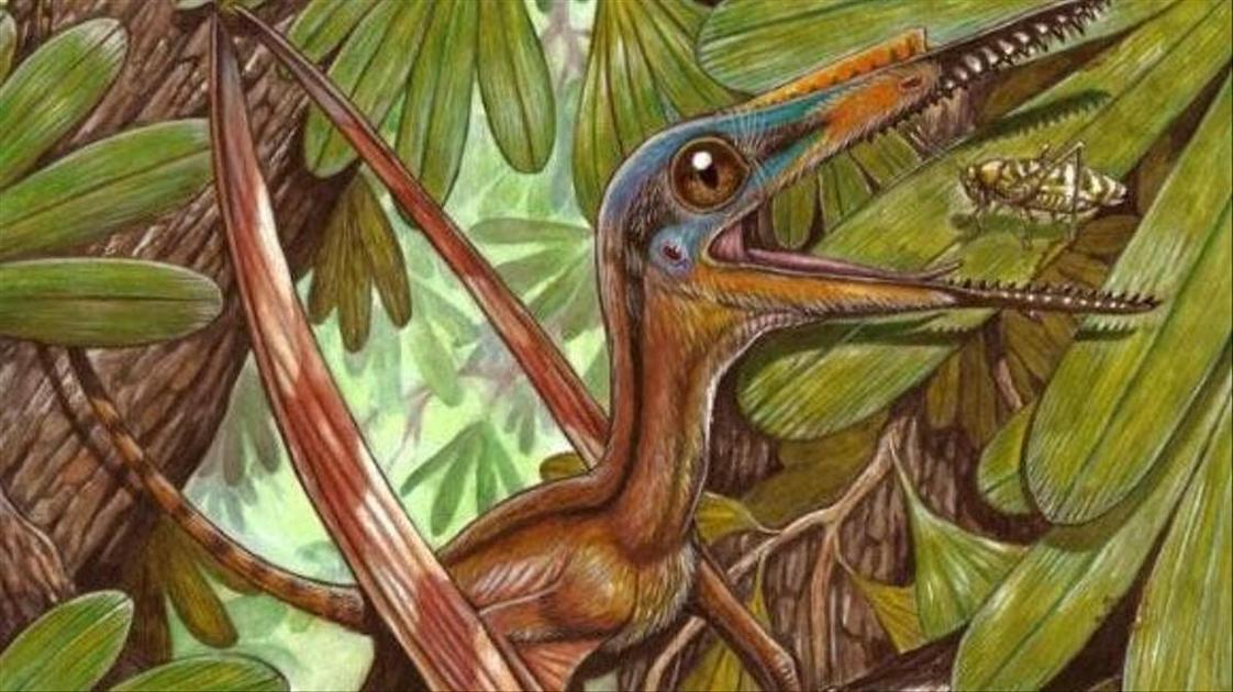 Новый вид птерозавров Darwinopterus camposi обнаружили в Китае | Вокруг ...