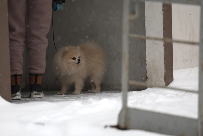 Подростки из Нижневартовска взорвали петарду в пасти собаки - 28 ...