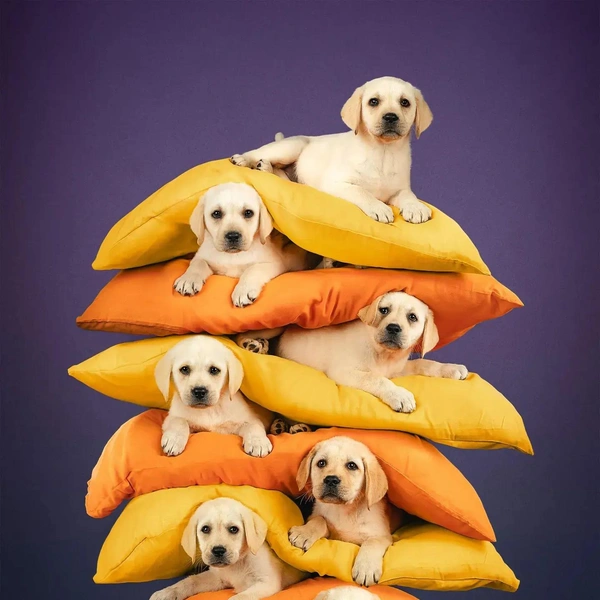 Самые смешные коты и собаки с хозяевами — победители Comedy Pet Photo ...