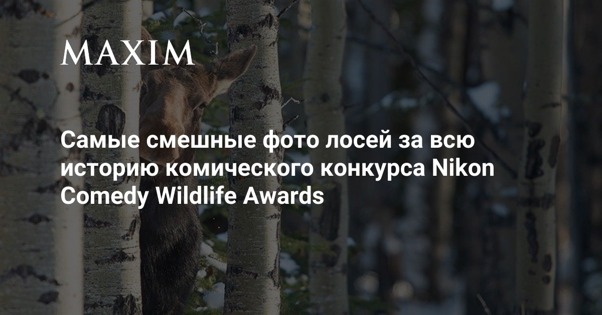 Самые смешные фото лосей за всю историю комического конкурса Nikon ...
