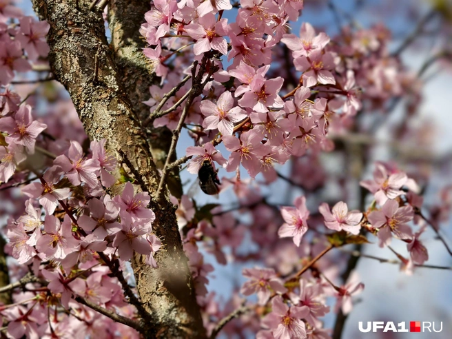 В Ботаническом саду Уфы распустилась сакура — фотографии - 24 апреля 2025 | УФА1.ру