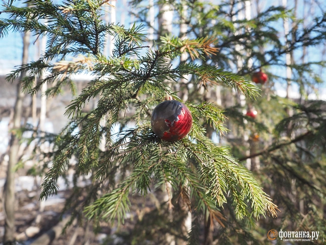 Клещи с елок атаковали квартиры россиян перед Новым годом - 23 декабря ...