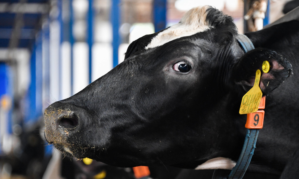 Почему у коровы молоко выделяется постоянно | Вокруг Света