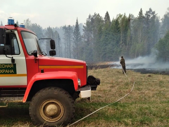 В Пермском крае за 2025 год восстановили рекордную площадь лесов - 16 ...