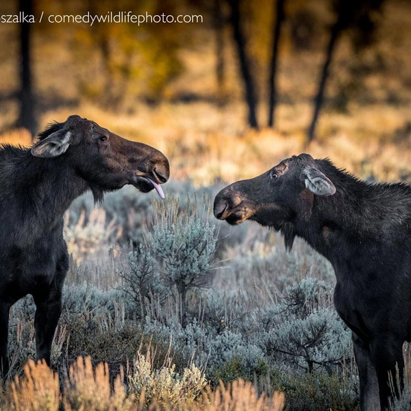 Самые смешные фото лосей за всю историю комического конкурса Nikon ...
