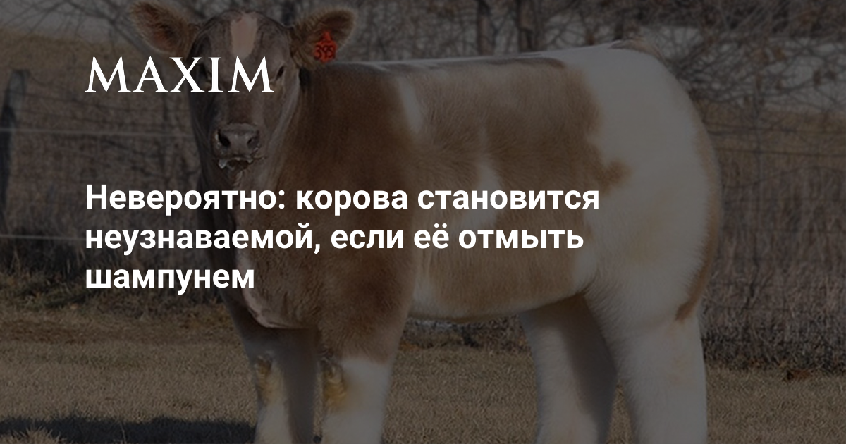 Невероятно: корова становится неузнаваемой, если её отмыть шампунем | MAXIM
