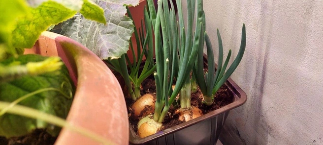 Как выращивать овощи в квартире - 25 декабря 2025 | НГС.ру