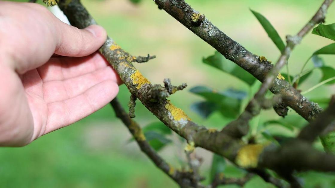 Как мох помогает в расследовании преступлений: 3 примера из практики ...