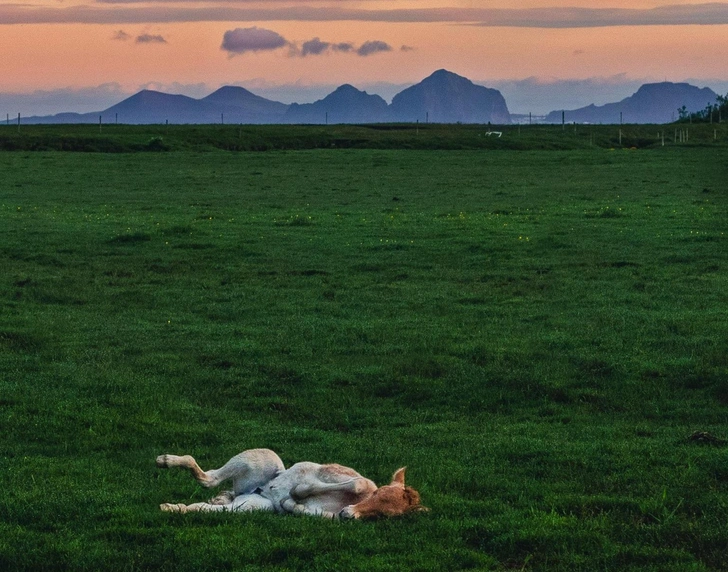 Ветер в гривах: почему исландские лошади такие особенные и что нужно о ...