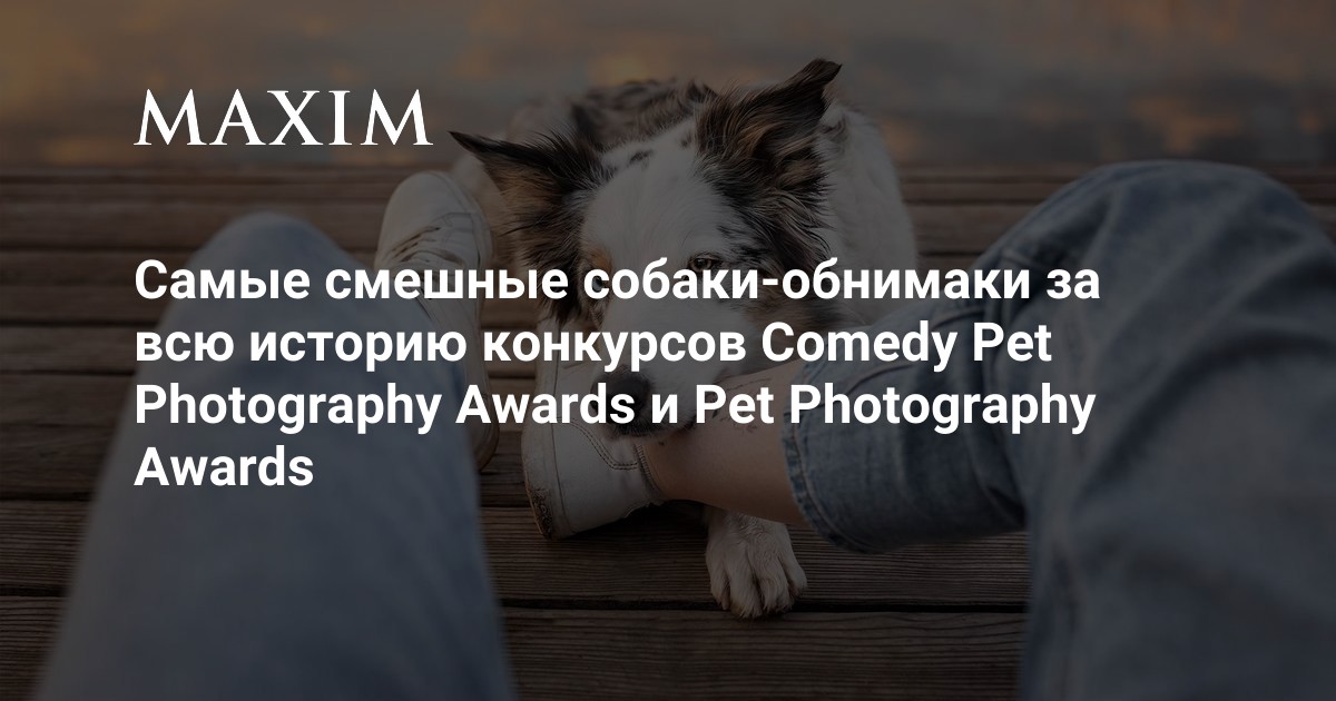 Самые смешные собаки-обнимаки на конкурсах Comedy Pet Photography ...
