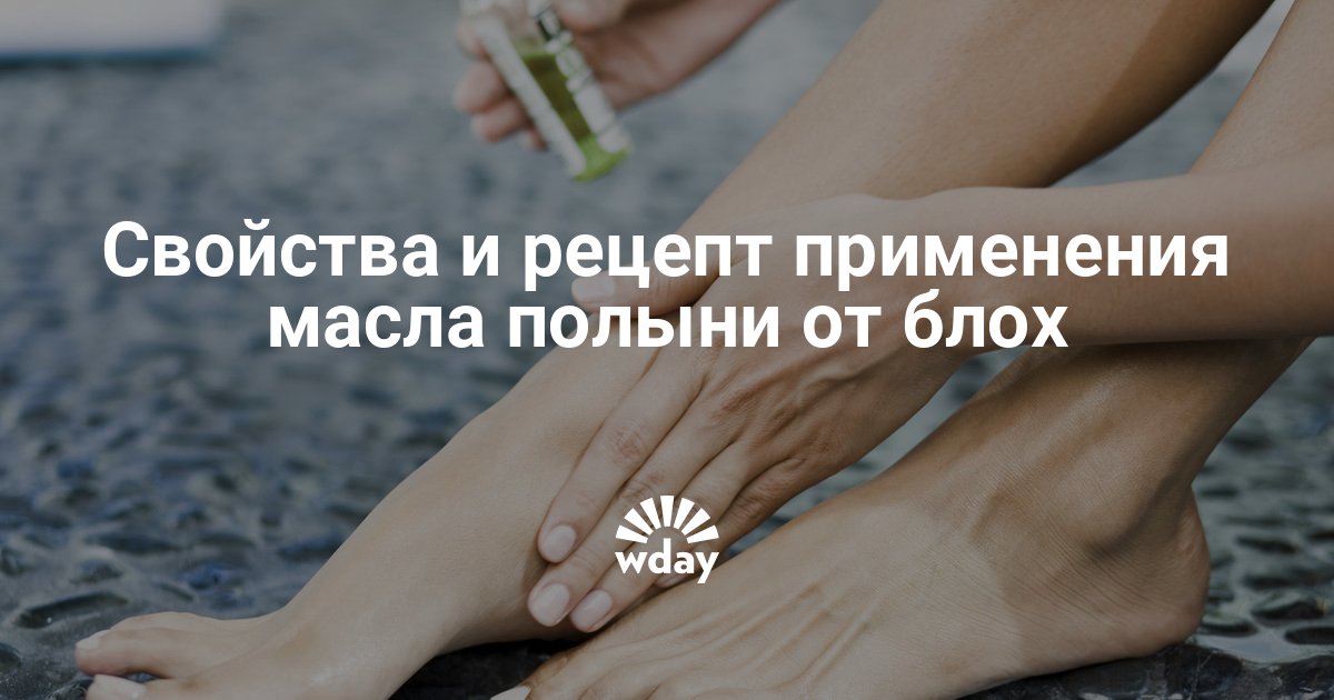 Как сделать масло полыни в домашних условиях: свойства и применение ...