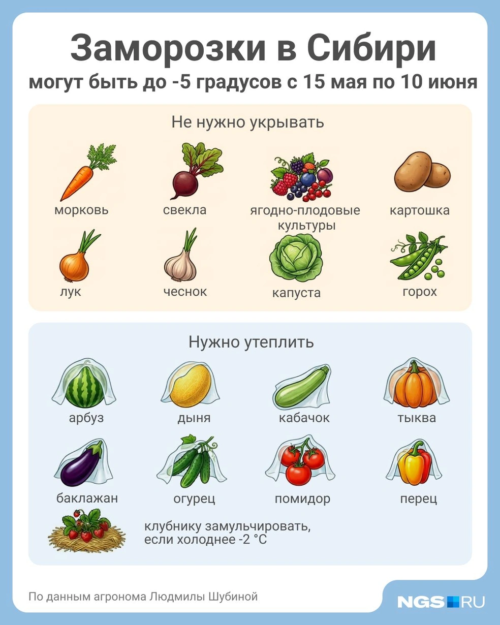 Холод всё уничтожит: чем укрыть рассаду на даче от заморозков - 17 мая ...