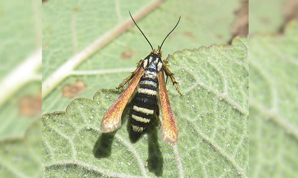 В Крыму обнаружили новый вид насекомых | Публикации | Вокруг Света