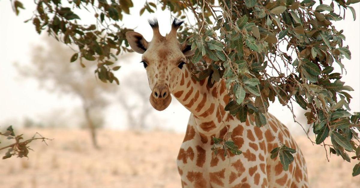 Как жирафы пытались стать жирафами — и что из этого получалось | Вокруг ...