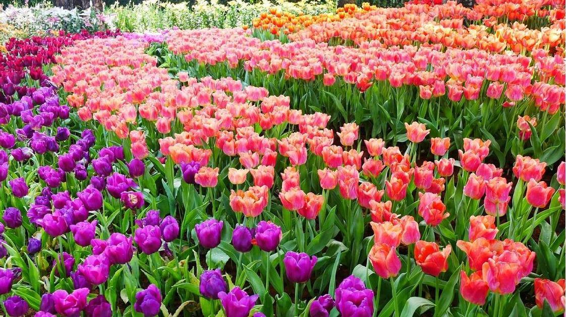 Фестиваль тюльпанов в Британии: почему вход для собак оказался запрещен ...
