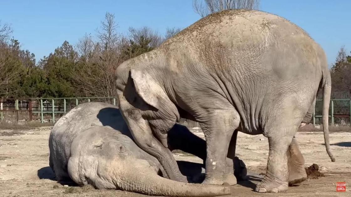 Делает искусственное дыхание, обнимает в последний раз: видео прощания слонихи с умершей ...