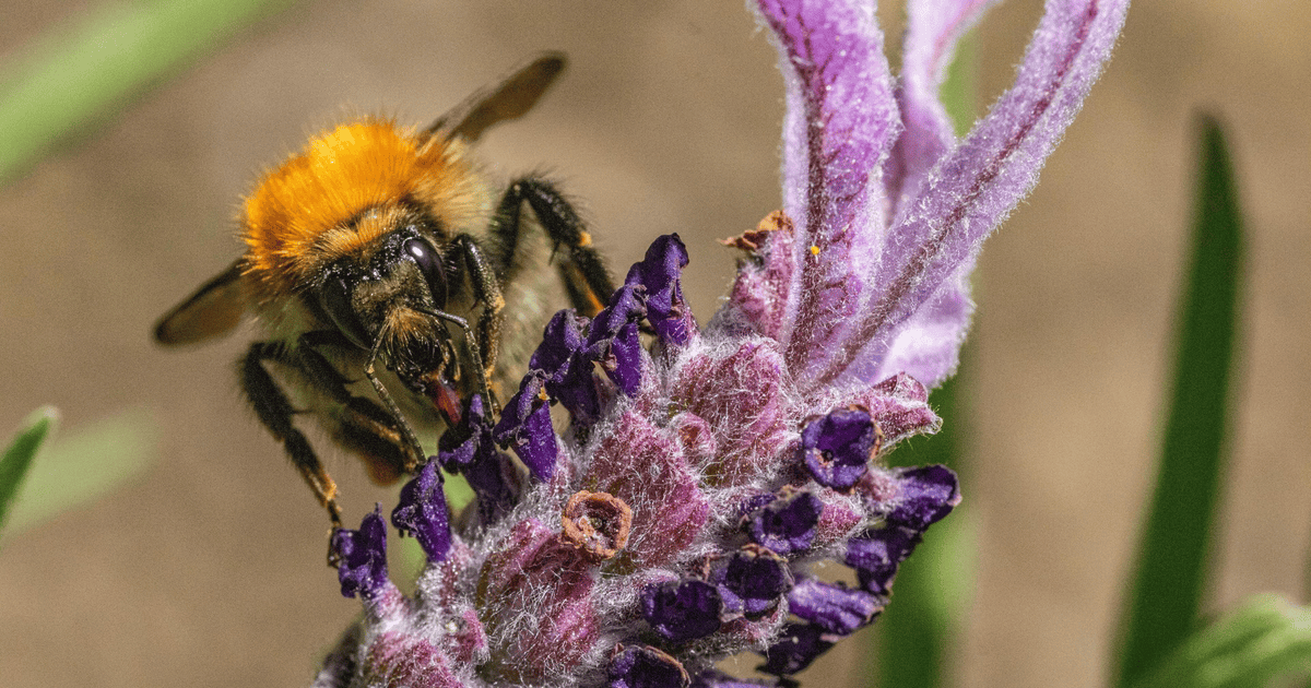 Как волоски у насекомых могут расти поверх экзоскелета? | Вокруг Света