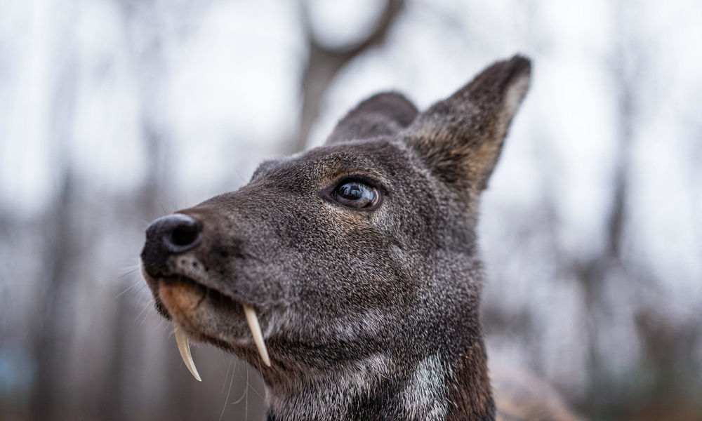 Где и как найти загадочную кабаргу | Вокруг Света