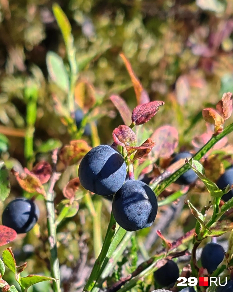 Kam si odpočinout poblíž Archangelska - nejlepší místa a trasy - 20 ...
