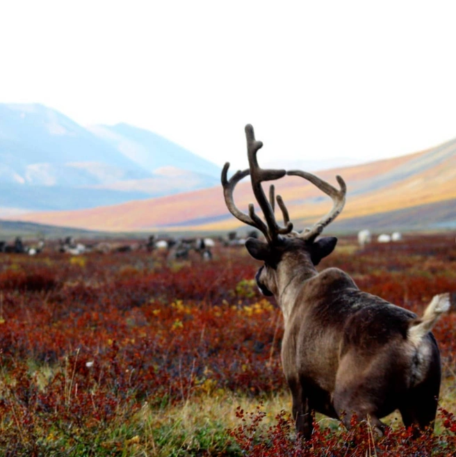 Оленевод из Якутии покорил интернет своим видео со спаррингом с оленем - 13 декабря 2025 | Е1.ру