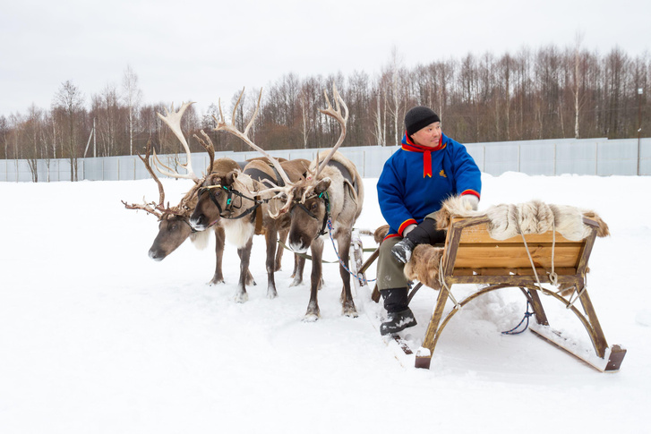 В гармонии с природой, временем и собой: 10 правил жизни оленеводов ...